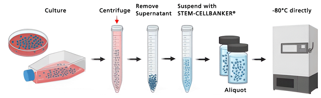 Keep Cool: Safely Preserving Cells with CELLBANKER® from Amsbio