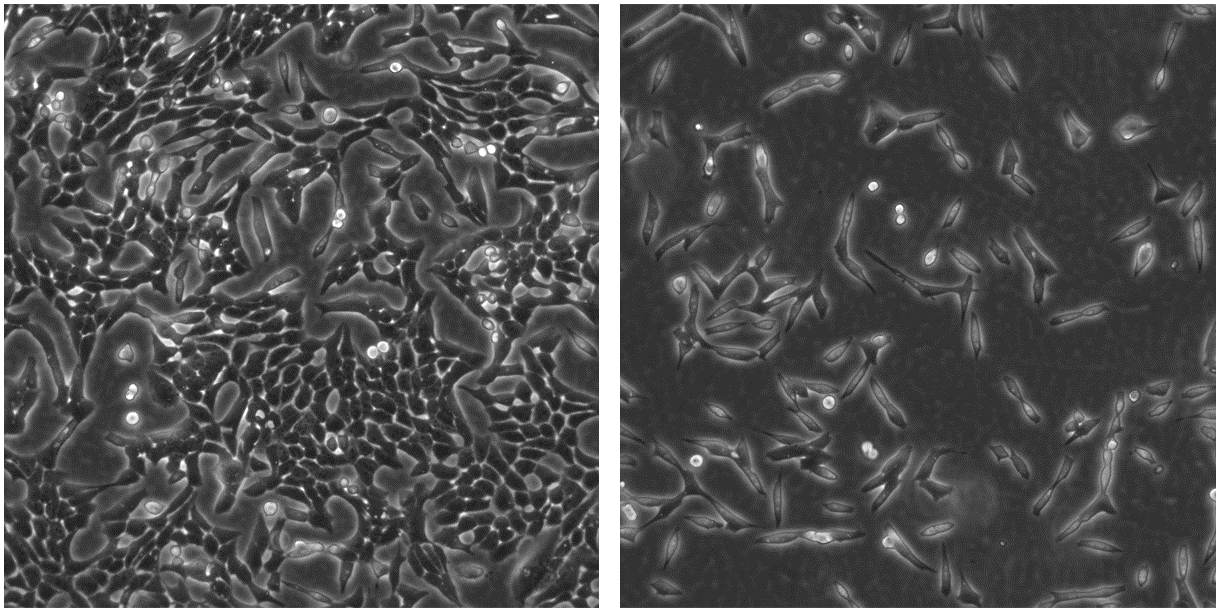 Cytion: Authentic Cells for Groundbreaking Research